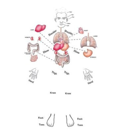 Skil-Care Human Anatomy Gel Maze